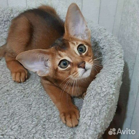 Абиссинские котята