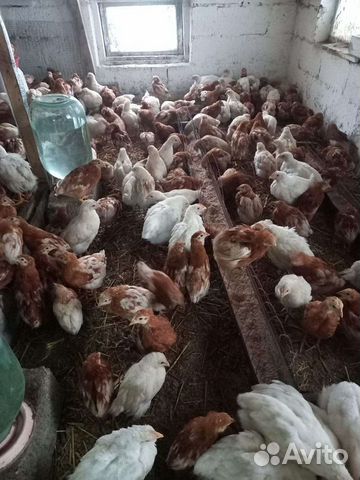 Куры ломан браун