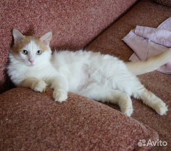 Кот кастрированный в добрые руки