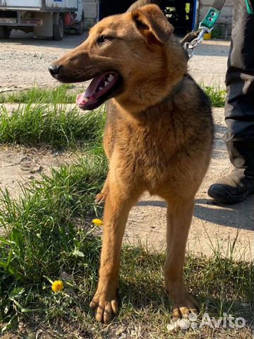 Ищем Лоре надёжные добрые руки