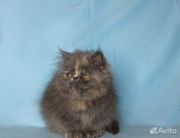 Красивая девочка шоу класса