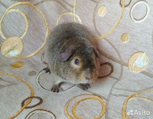 Морские свинки питомник