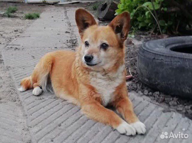 Маленькая собачка Алиса ищет любящую семью