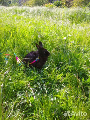 Декоративный кролик вязка