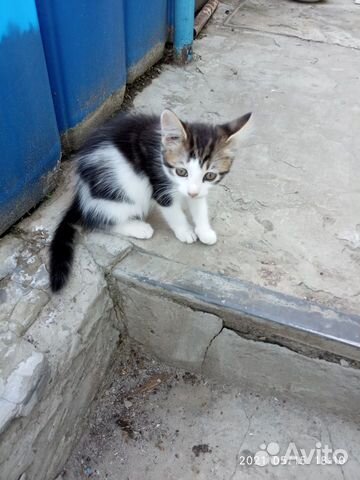 Отдам котяток бесплатно