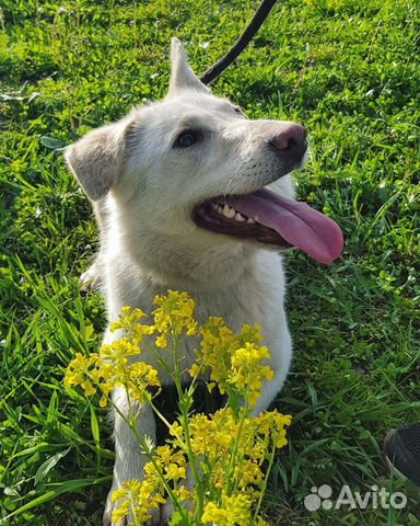 Белла ищет дом