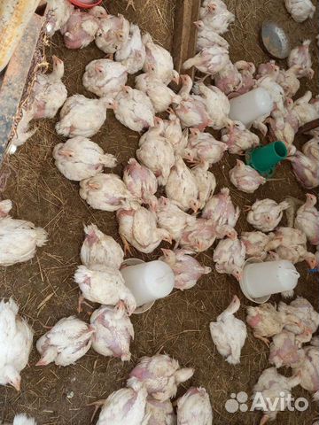 Цыплята бройлеры месечные