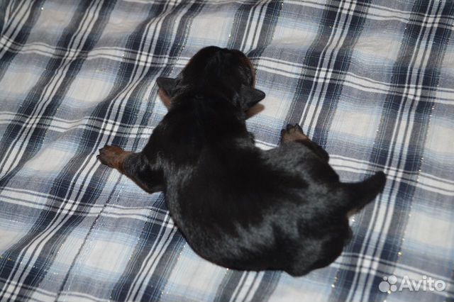 Милые щеночки цвергпинчера