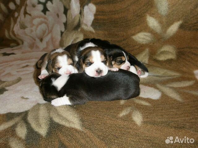 Бигли два мальчика и девочка