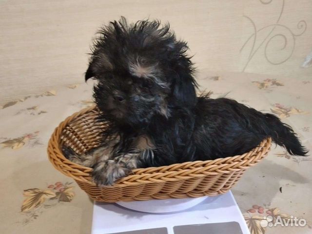 Мальтипу mini