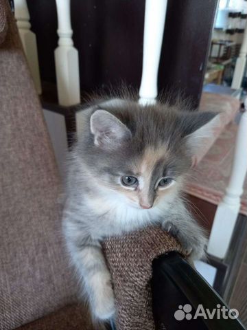 Кошки в добрые руки бесплатно