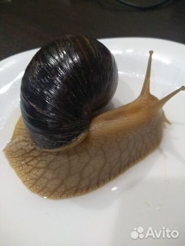 Улитки ахатины