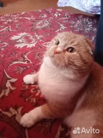 Шотландский вислоухий кот