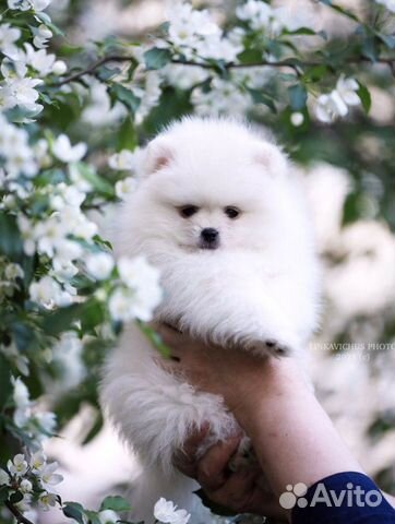 Щенок, белый померанец, тип мишка