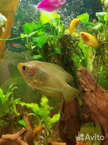 Лялиус полосатый самка аквариумные рыбки