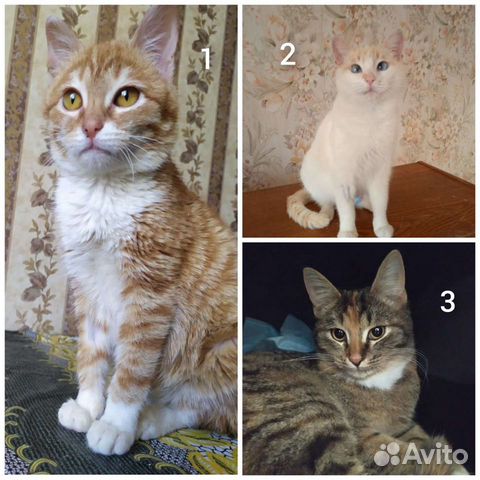 Кошки в поисках дома