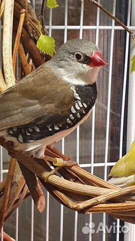 Бриллиантовая амадина