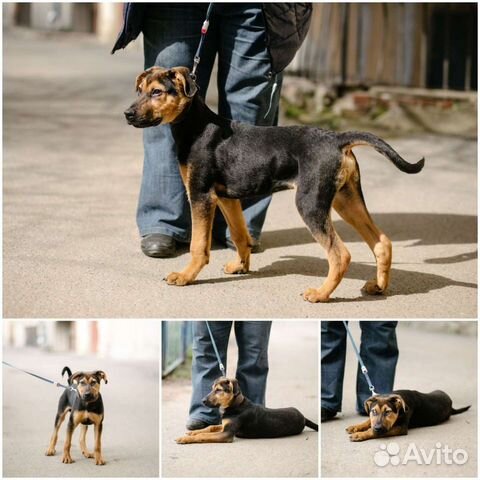 Отличный щенок мальчик