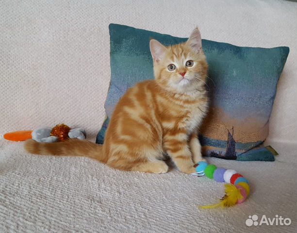 Шотландский котёнок, красный мрамор