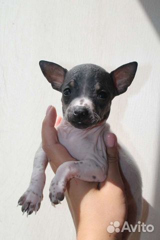 Девочки голышки