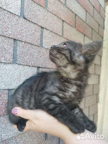 Мяфка котенок 2.5мес