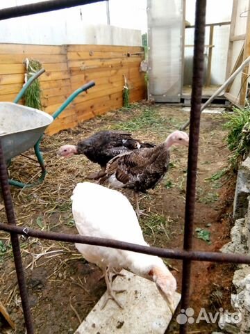 Яйцо индюшиное инкубационное