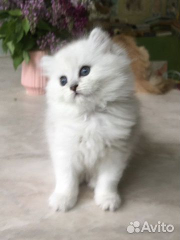Британский серебристый длинношерстный котенок