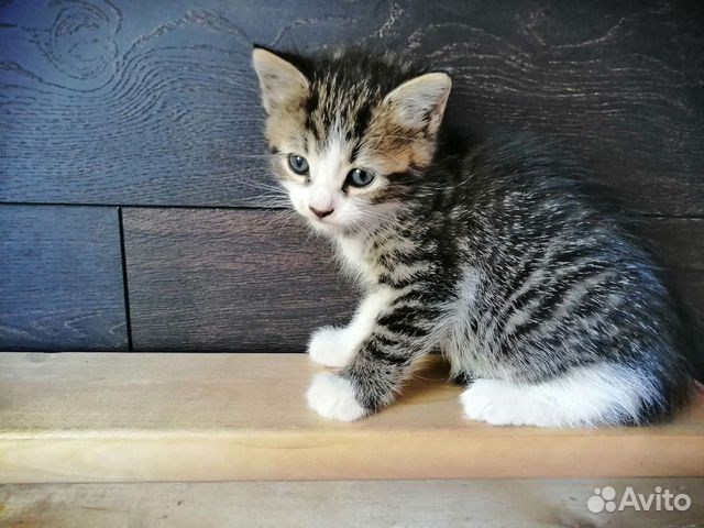 Котята в добрые руки безплатно