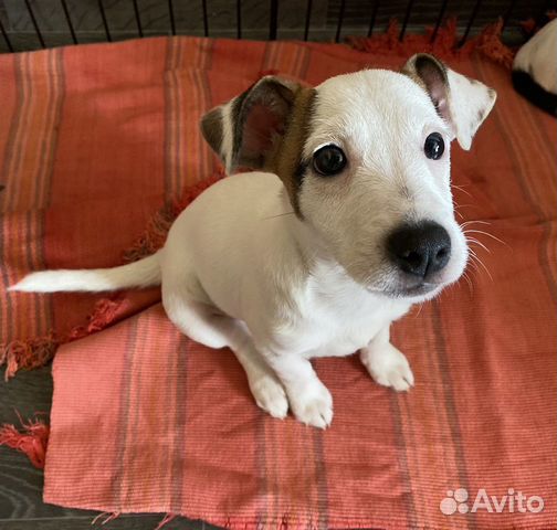 Подружки Джеки