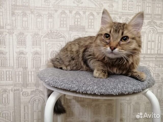 Котенок мальчик Тиша 4 мес ищет дом
