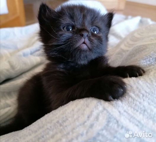 Отдаём двух кошечек, в хорошие добрые ручки, папа