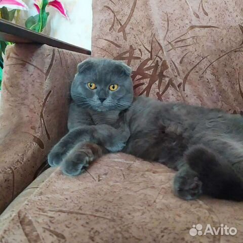 Вязка британец
