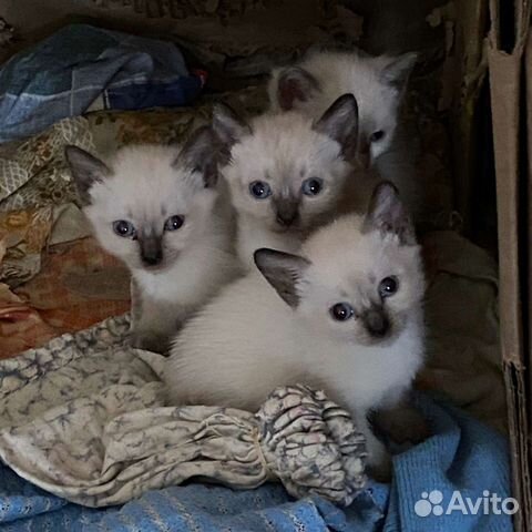 Котята кот кошка