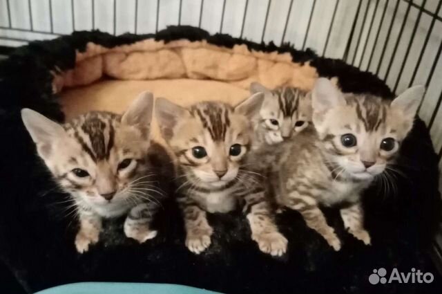 Бенгальские котята