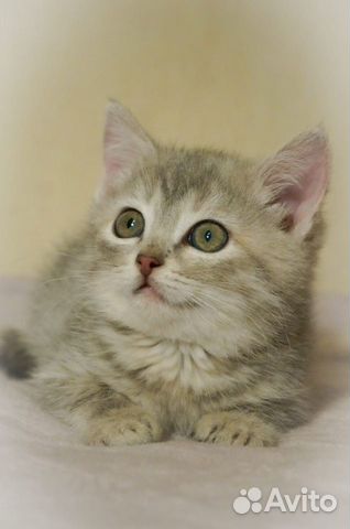 Дымка, полтора месяца, в добрые руки