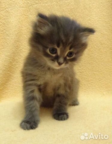 Сибирские котята