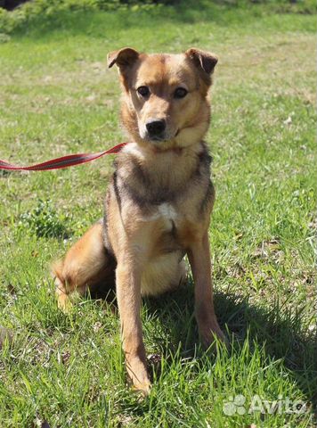 Малышка Керри хочет домой