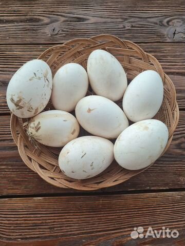 Яйцо гусиное инкубационное