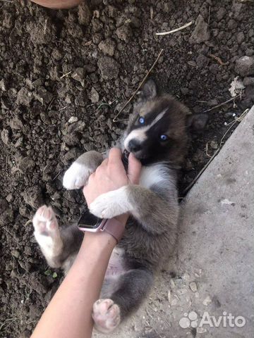 Щенок