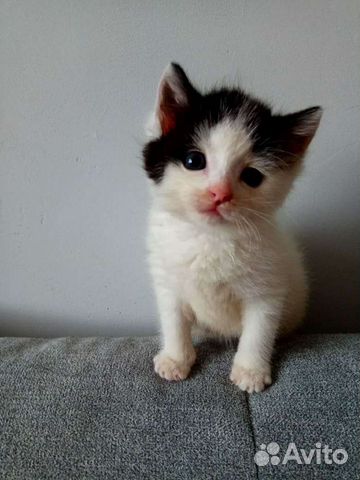 Кошочка ищет дом