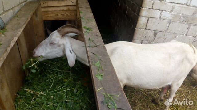 Продается коза