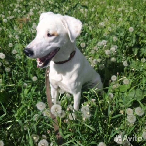 Найдена собака