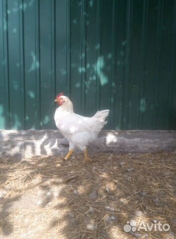 Петухи Ник Браун 3 месяца