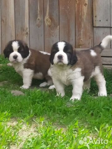 Сенбернар щенки из питомника