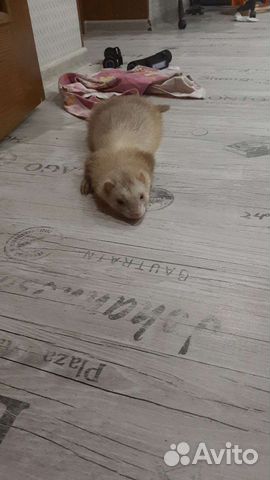 Хорек, фретка