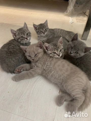 Британские котята