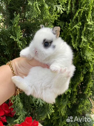 Супер мини кролики