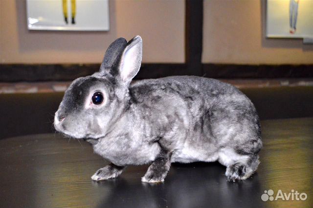 Кролик карликовый рекс шиншилла