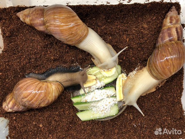 Улитки Ахатины