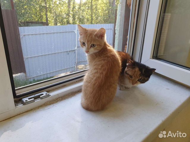 Котята в добрые руки